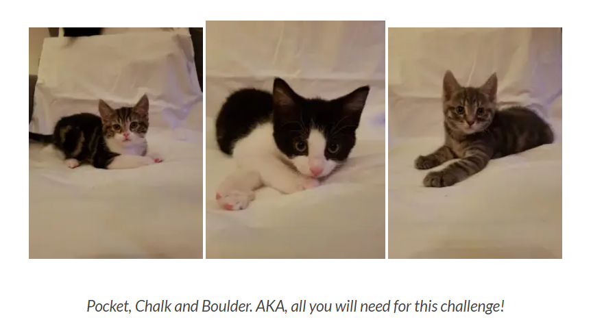 Human scratching post climbing event to raise funds for local RSPCA ...